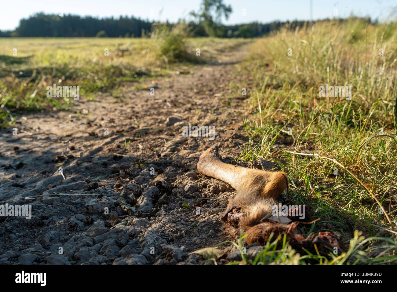 Tierreste hi-res stock photography and images - Alamy