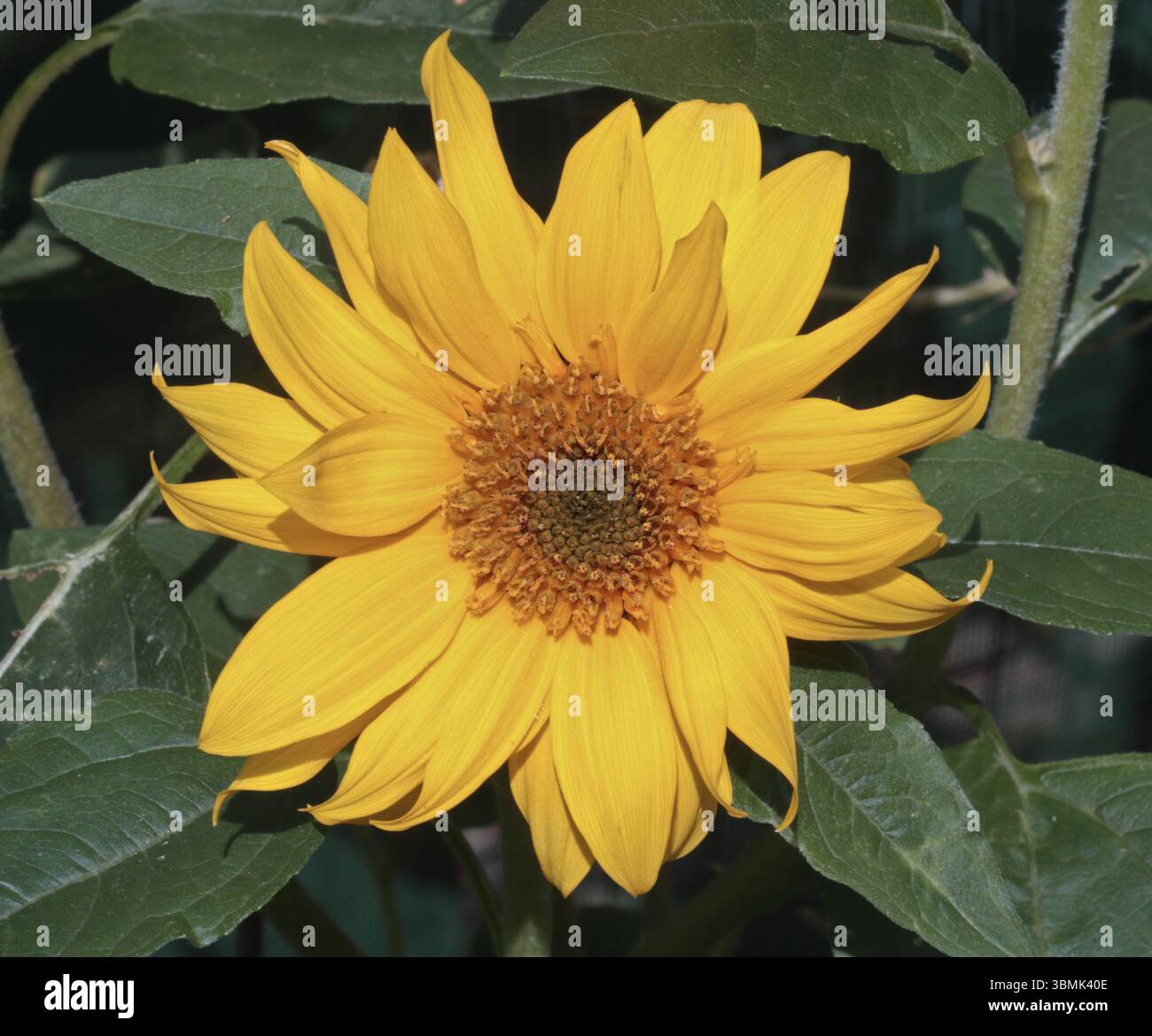 Sunflower Little Leo Stock Photo - Alamy