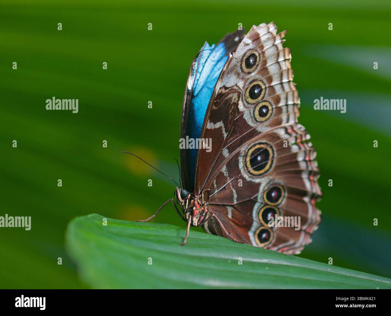 Blue Morpho Butterfly (peleides blue morpho Stock Photo - Alamy