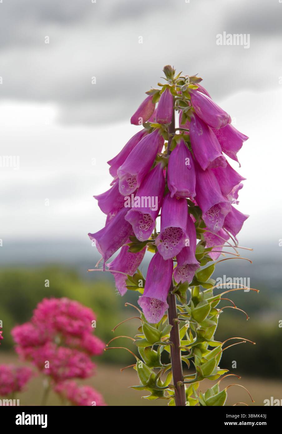 Biennial foxgloves hi-res stock photography and images - Alamy