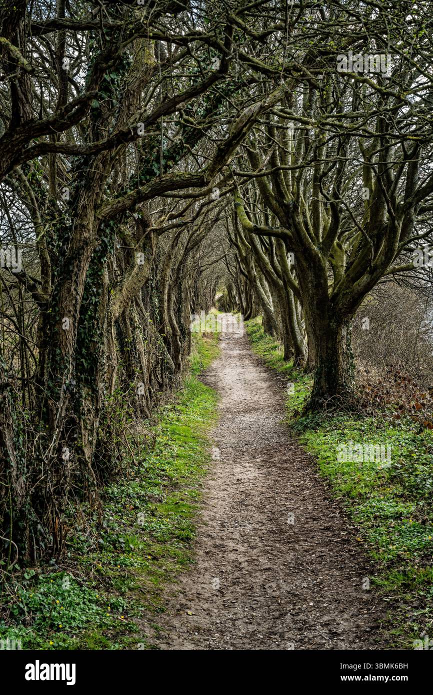 A tranquil dirt pathway surrounded by tree trunks and green foliage ...