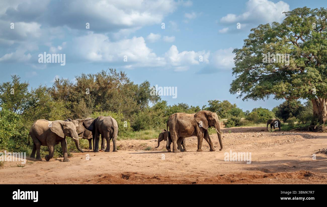 African bush elephant group with calf walking in dry riverbed in Kruger ...