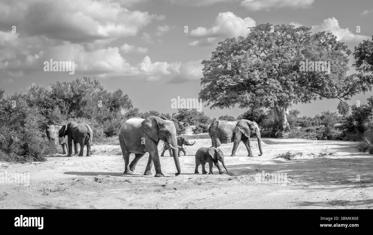 African bush elephant group with calf walking in dry riverbed in Kruger ...