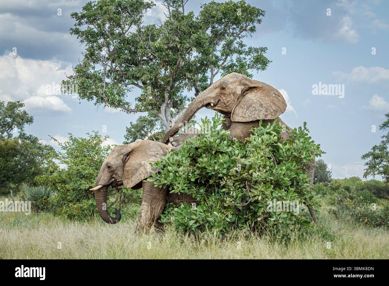 Two African bush elephants mating in the bush in Kruger National park ...