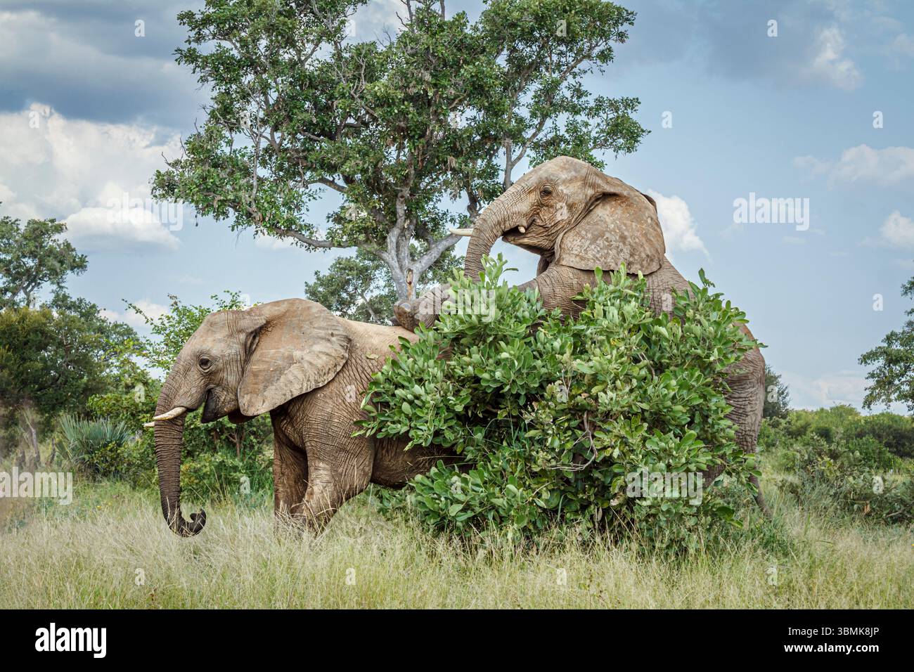 Two African bush elephants mating in the bush in Kruger National park ...