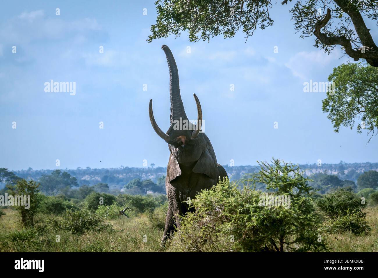 African bush elephant tusker eating trunk up in a tree in Kruger ...