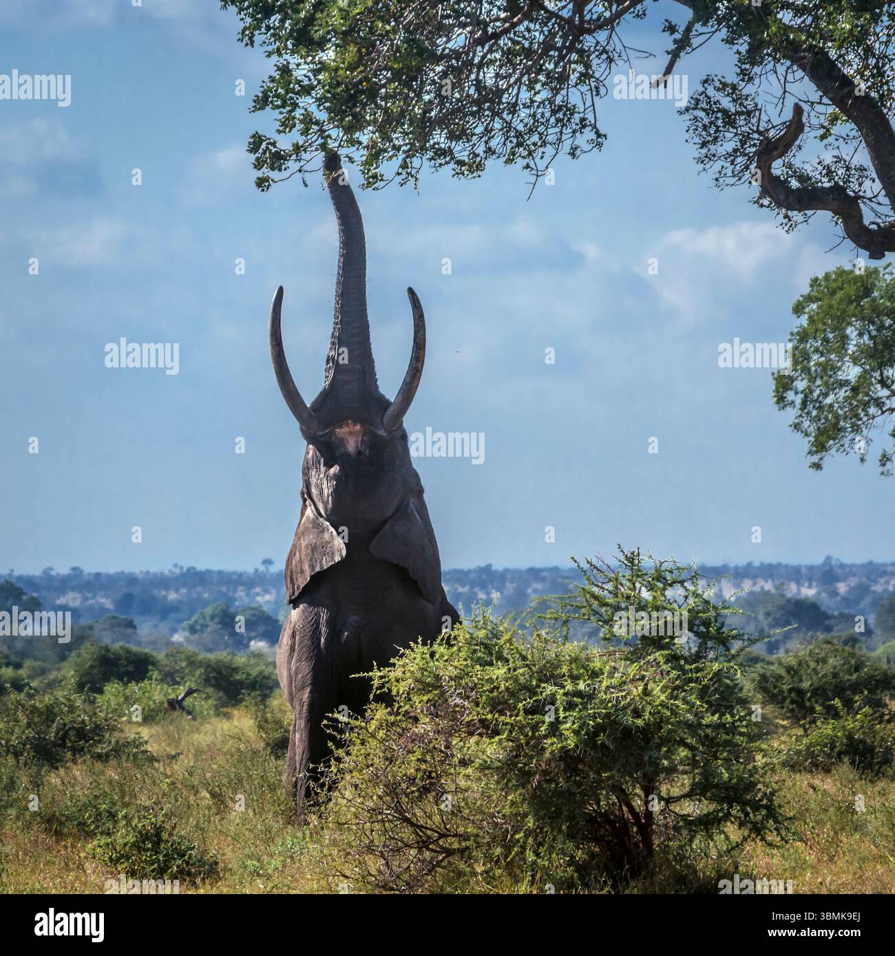 African bush elephant tusker eating trunk up in a tree in Kruger ...