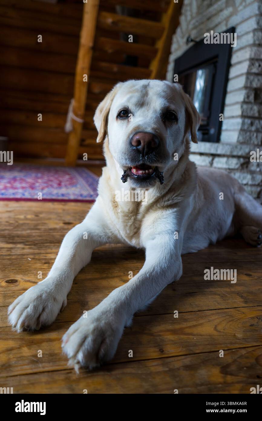 Friendly Labrador retriever lying on wooden floor in cozy log cabin ...