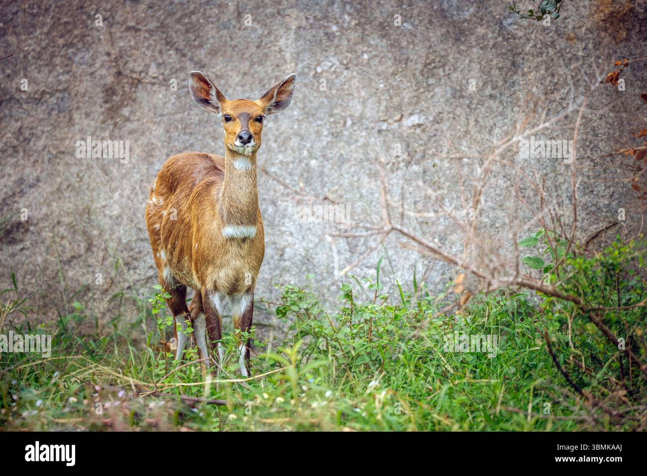 Cape bushbuck in Kruger National park, South Africa ; Specie ...