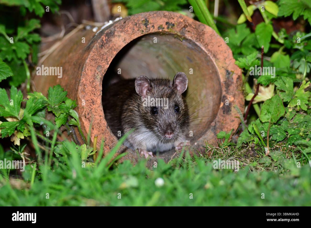Brown or common rat rattus norvegicus in drain pipe Stock Photo - Alamy