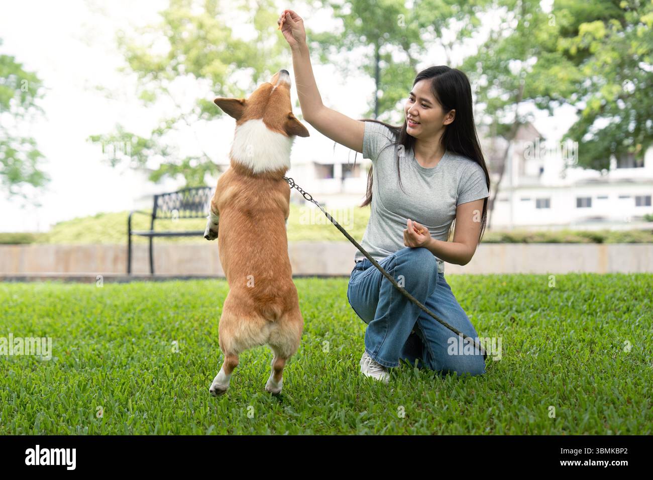 Dog Training and Bonding. Young woman teaching her corgi to stand on hind legs Stock Photo - Alamy