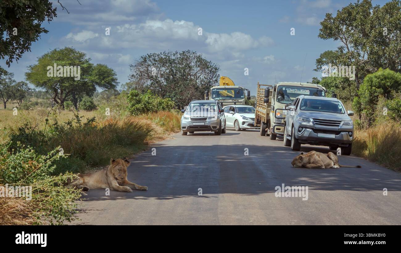 African lion block lying down safari road in Greater Kruger National ...