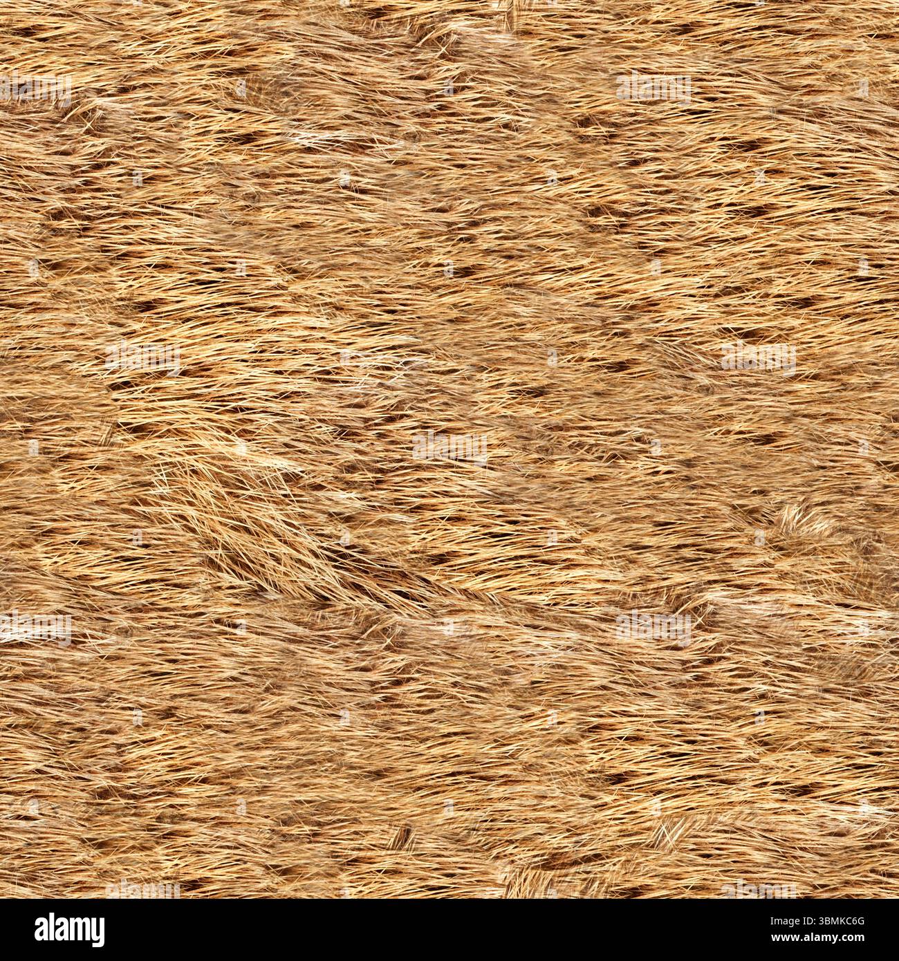 Seamless 4k photo texture of light brown wet fur material Stock Photo ...