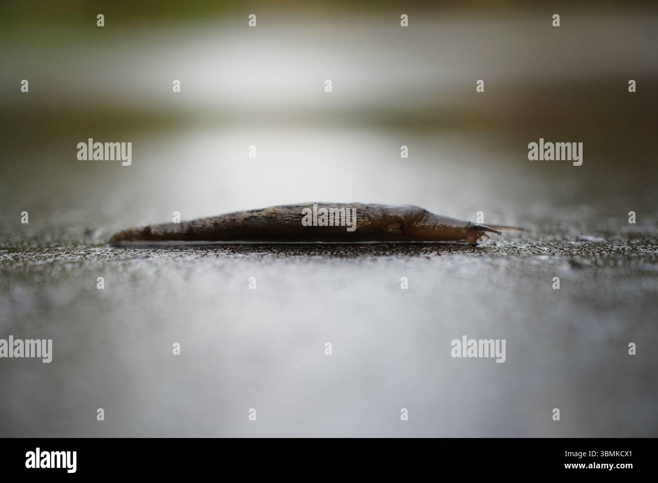 Slug from a close look Stock Photo - Alamy
