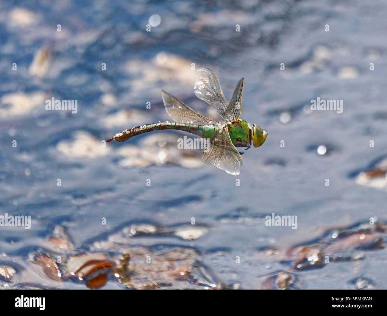 Dragonfly flying insect vibrant translucent hi-res stock photography ...
