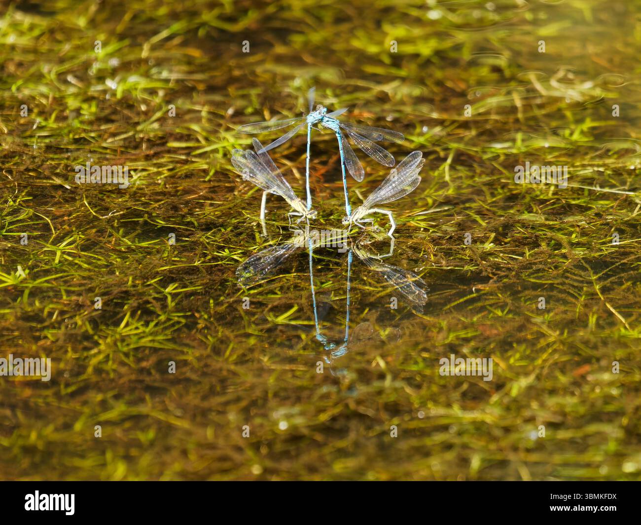Two pairs of common blue damselflies mating and laying eggs in the ...