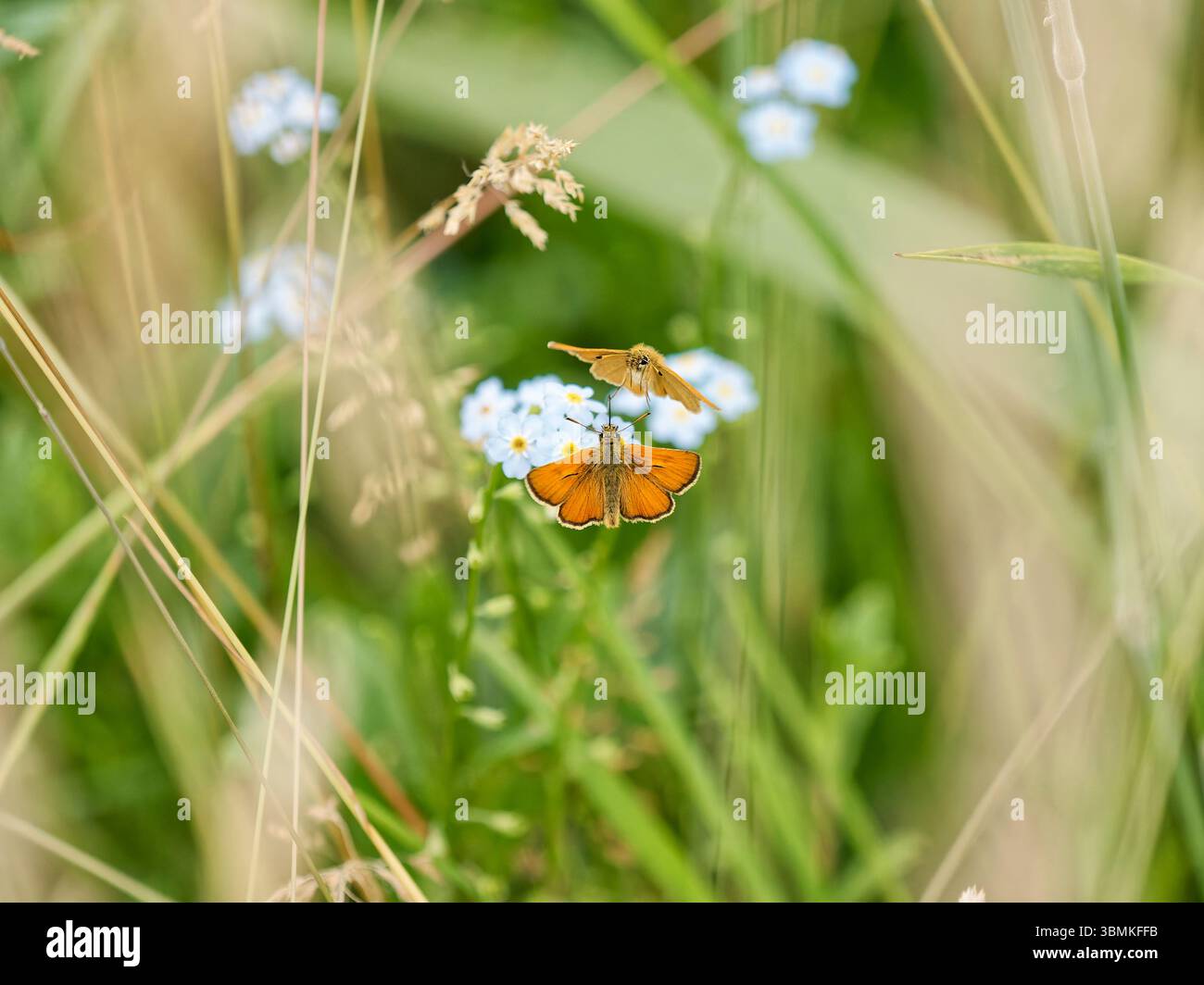 Butterflies flying patterns hi-res stock photography and images - Alamy