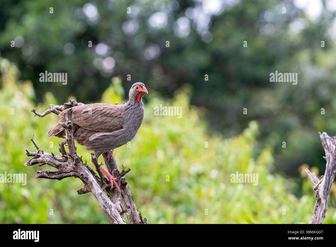 Red-necked spurfowl (Pternistis afer Stock Photo - Alamy