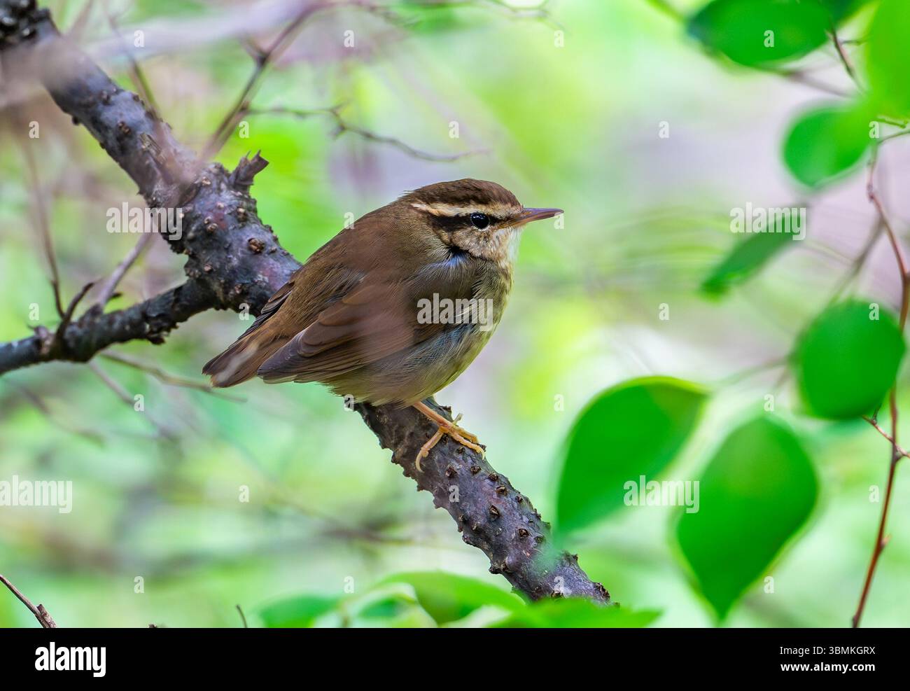 Urosphena squameiceps hi-res stock photography and images - Alamy