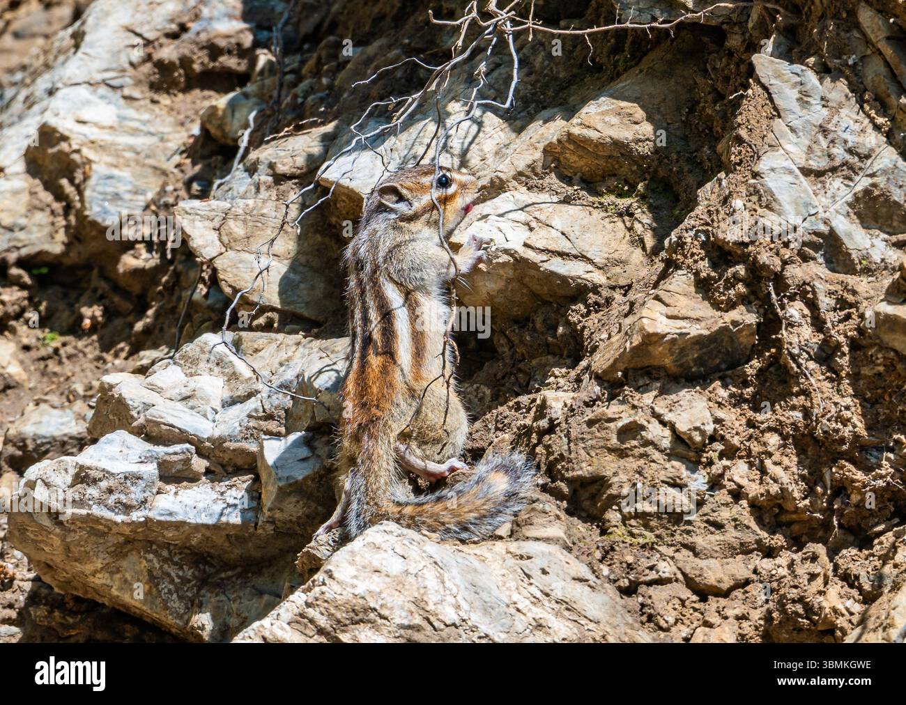 A Siberian Chipmunk (Eutamias sibiricus) licking water from a rock ...