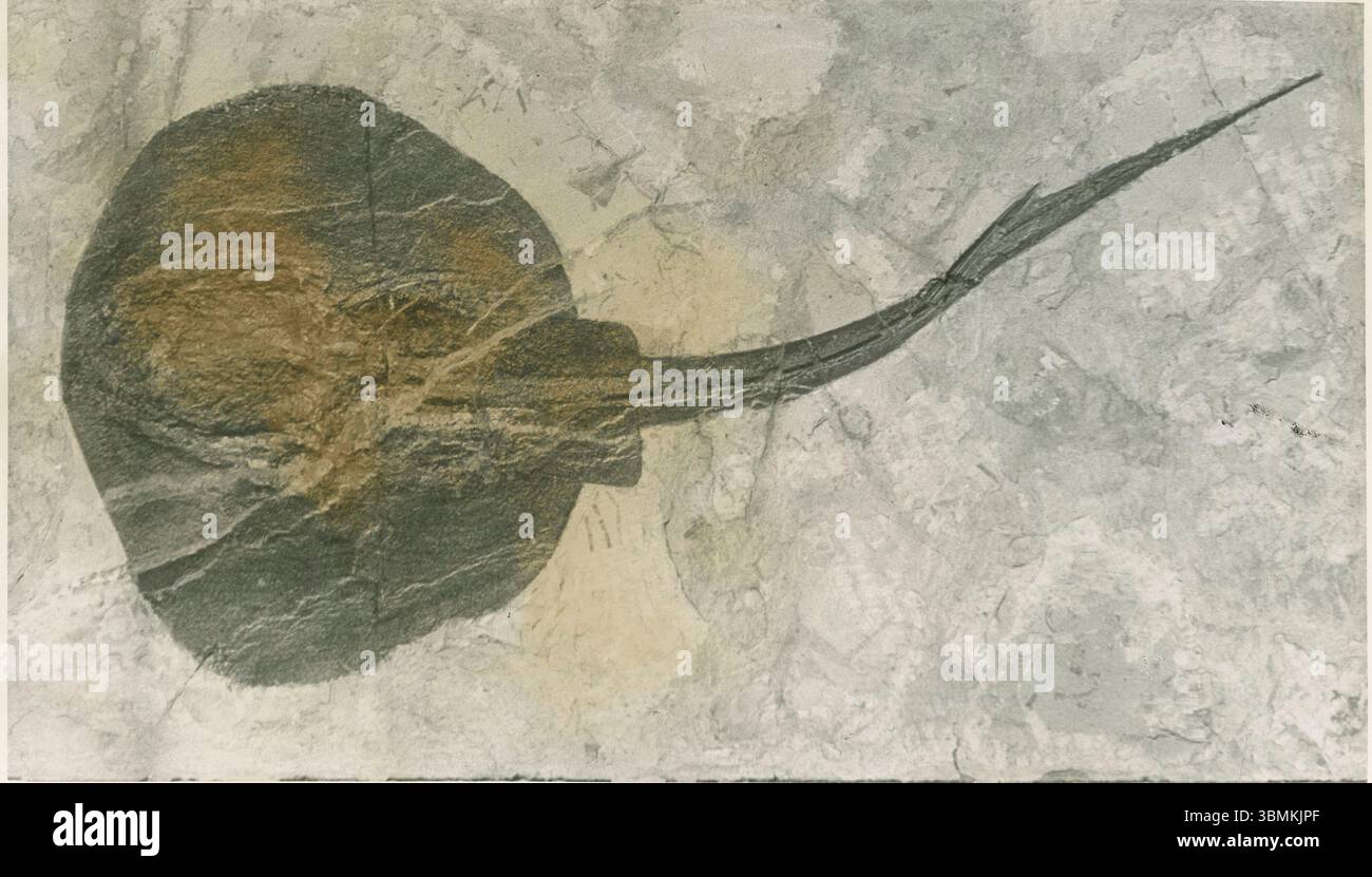 Verona Natural History Museum: fossil of a fish of the "Urolophus ...