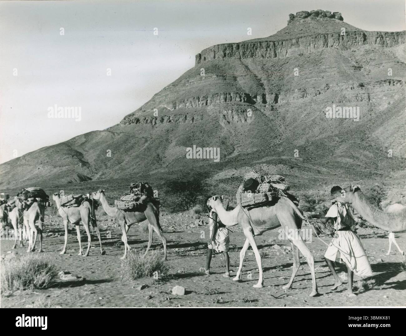 A camel caravan transports salt in the Mauritanian Adrar region Stock ...