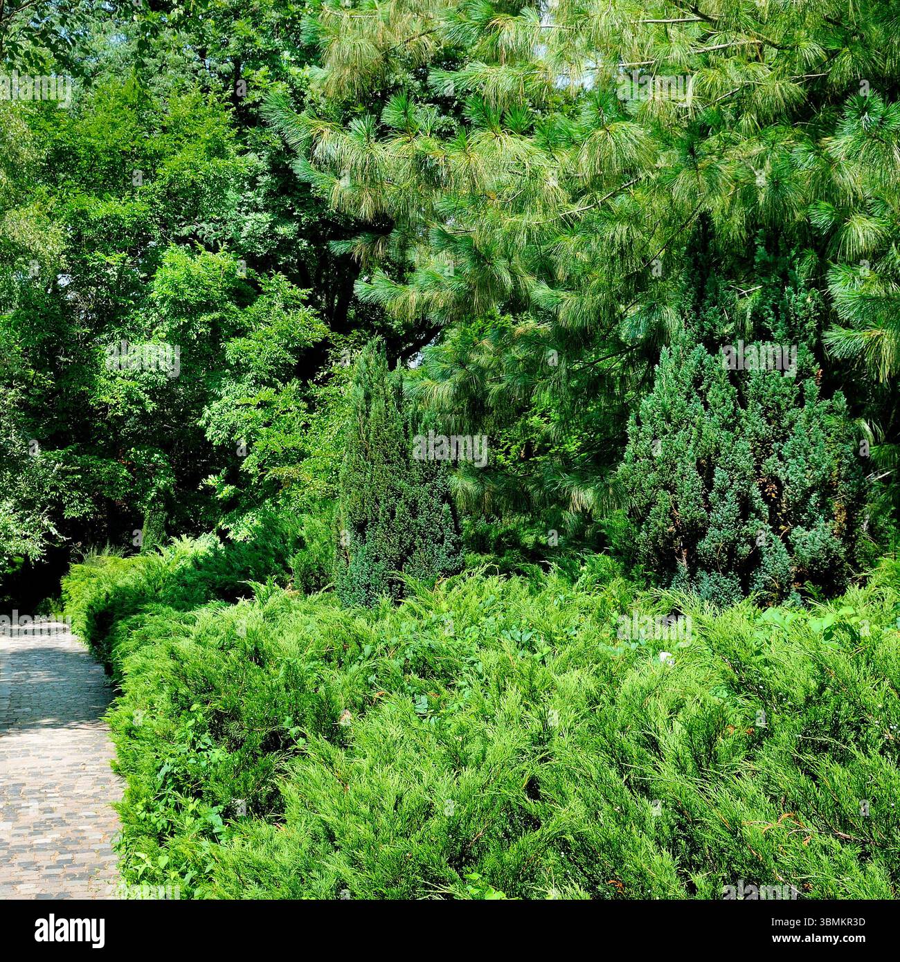 Conifers pine arborvitae spruce hi-res stock photography and images - Alamy