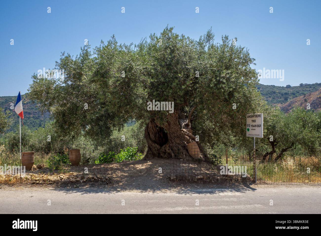 Frontal view of a 910-year-old olive tree in rural Crete, Greece ...