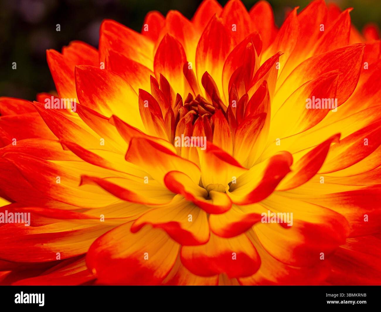 Macro view of Dahlia ‘Fun Flame’ with vivid yellow petals edged in ...