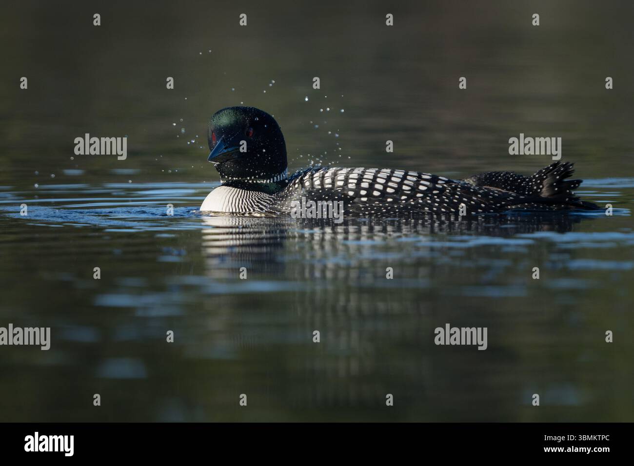 Water droplets fly through the air as a loon vigorously shakes its head ...
