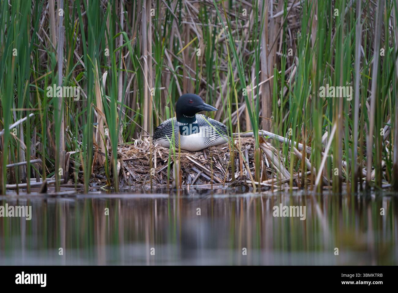 A loon sits atop a nest, tucked among tall grass on the shoreline of a ...