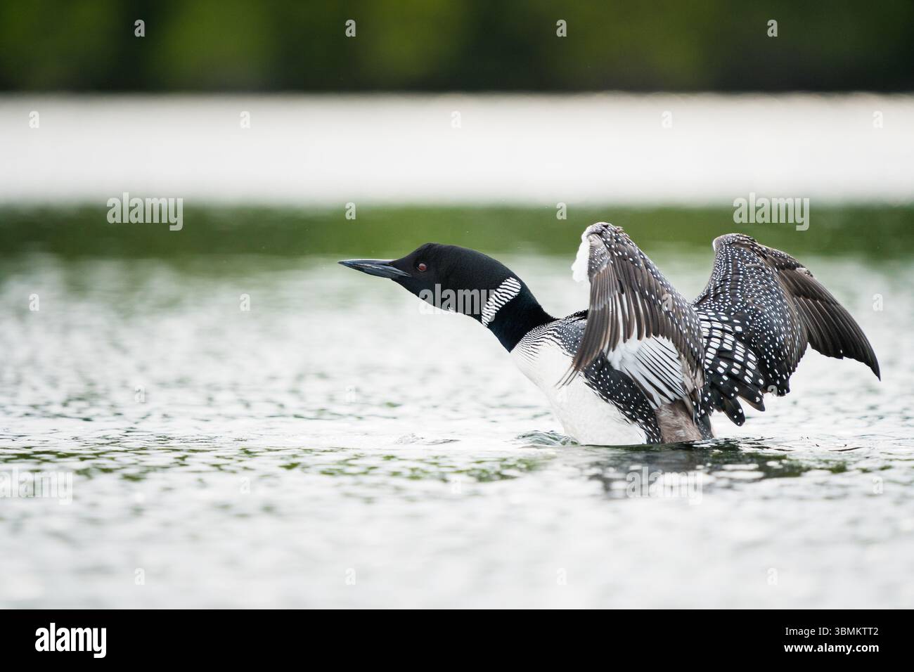 A loon leans forward as it stretches its wings, showcasing its ...