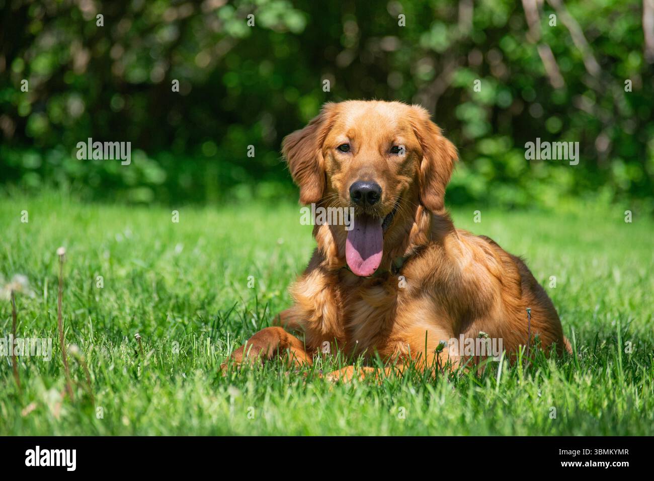 Golden retriever puppy outside hi-res stock photography and images - Alamy