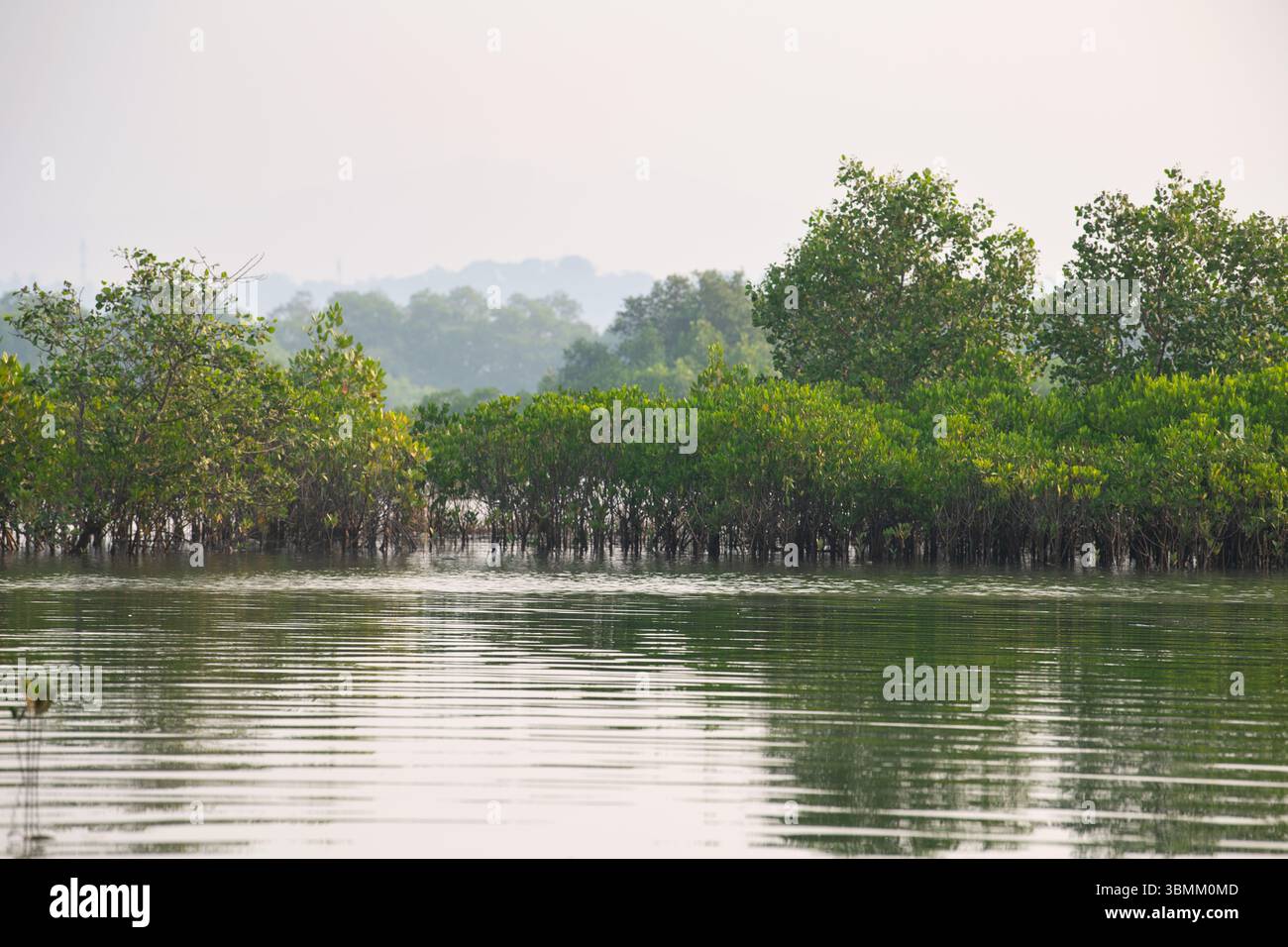 Mangroves at coast of India, rhizophora mangle red mangrove forest ...