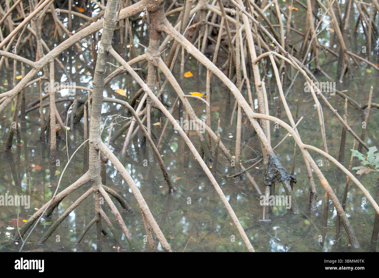 Rhizophora mangle red mangrove, coastal, estuarine ecosystem, coast of ...