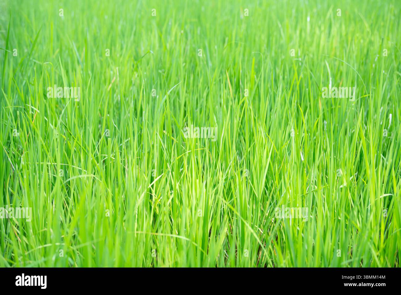 Rice field in countryside of India, plants standing in the water ...
