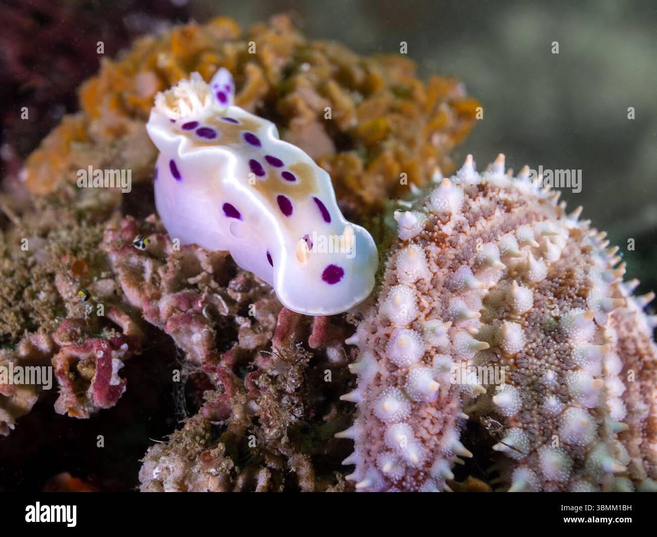 Inkspot nudibranch sea slug (Ceratosoma ingozi) with a light body and ...