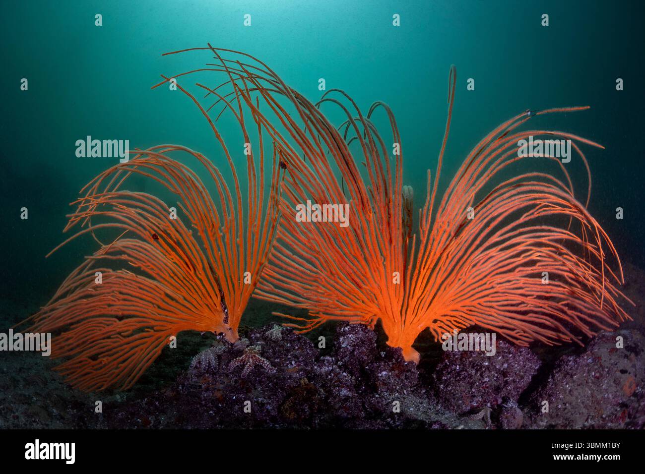 Flagellar sea fans hi-res stock photography and images - Alamy