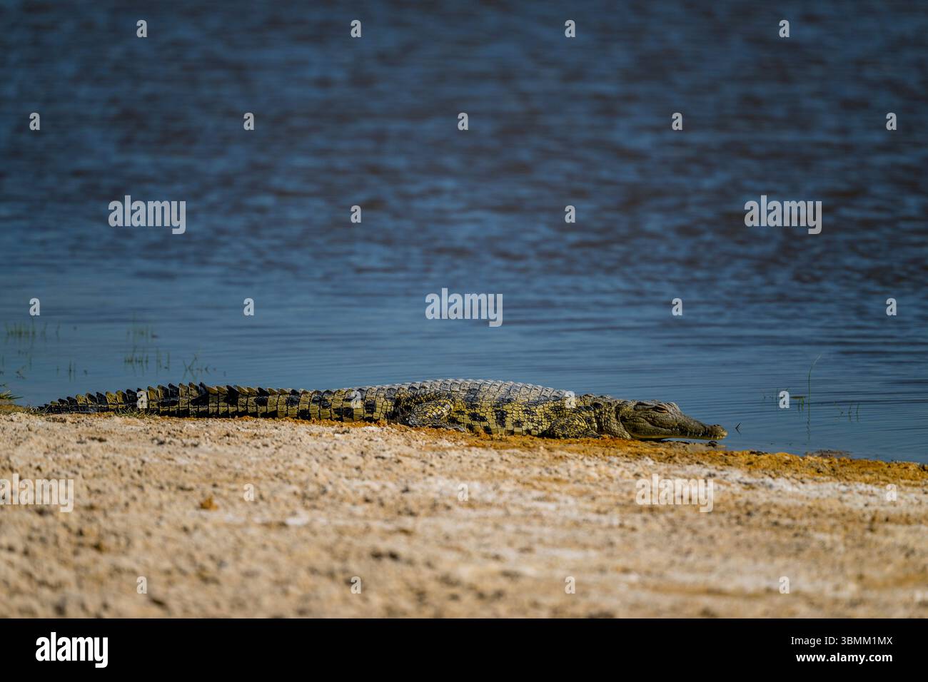 Crocodile in lake moremi game hi-res stock photography and images - Alamy
