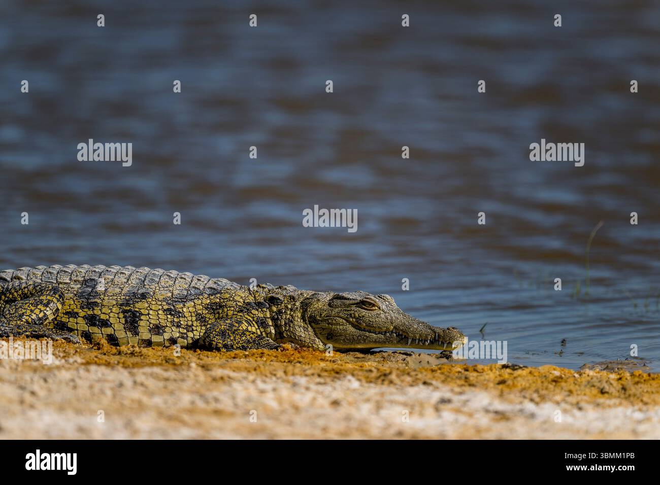 Crocodile in lake moremi game hi-res stock photography and images - Alamy