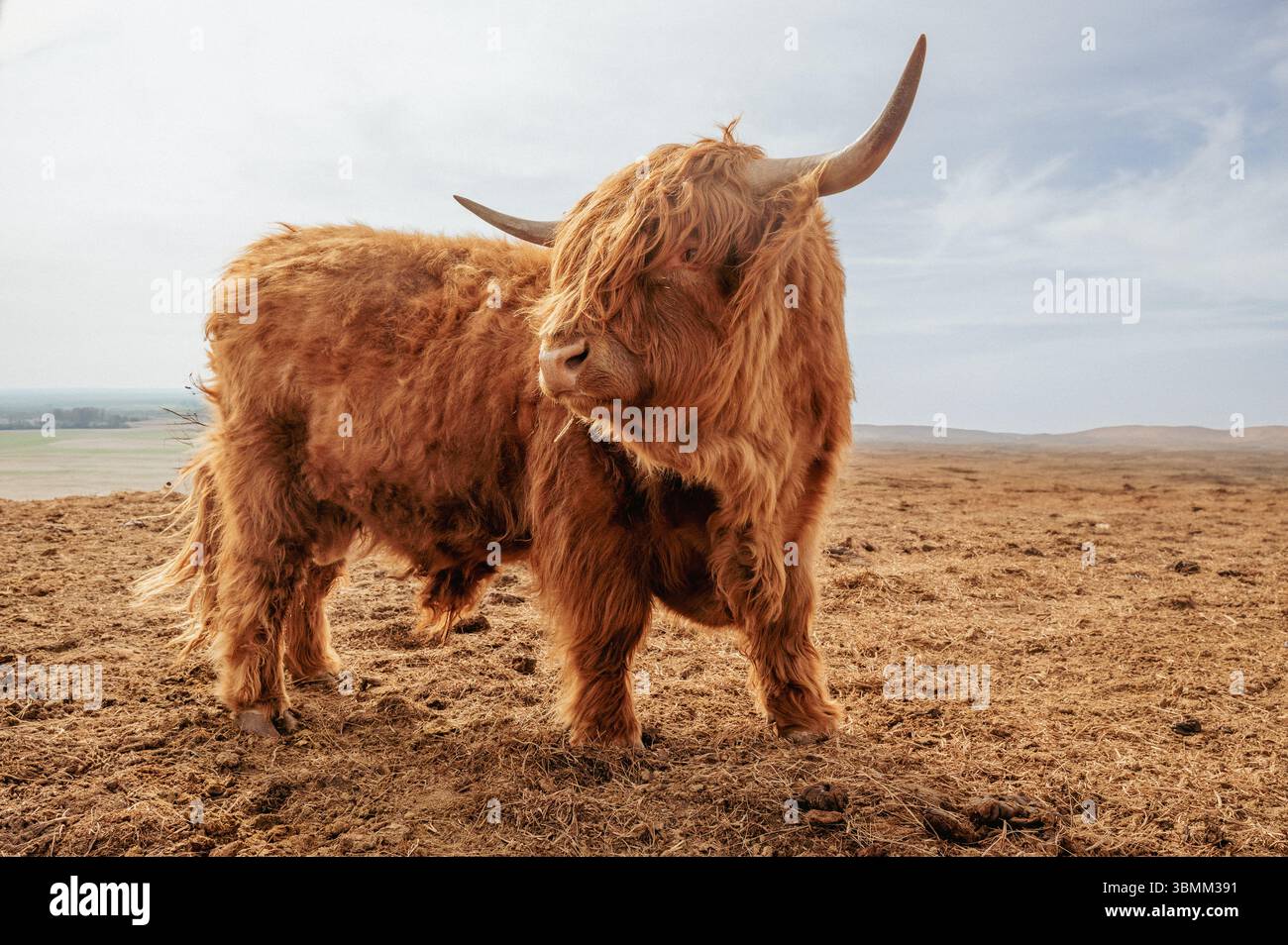 Highland cow standing on dry windswept hill Stock Photo - Alamy