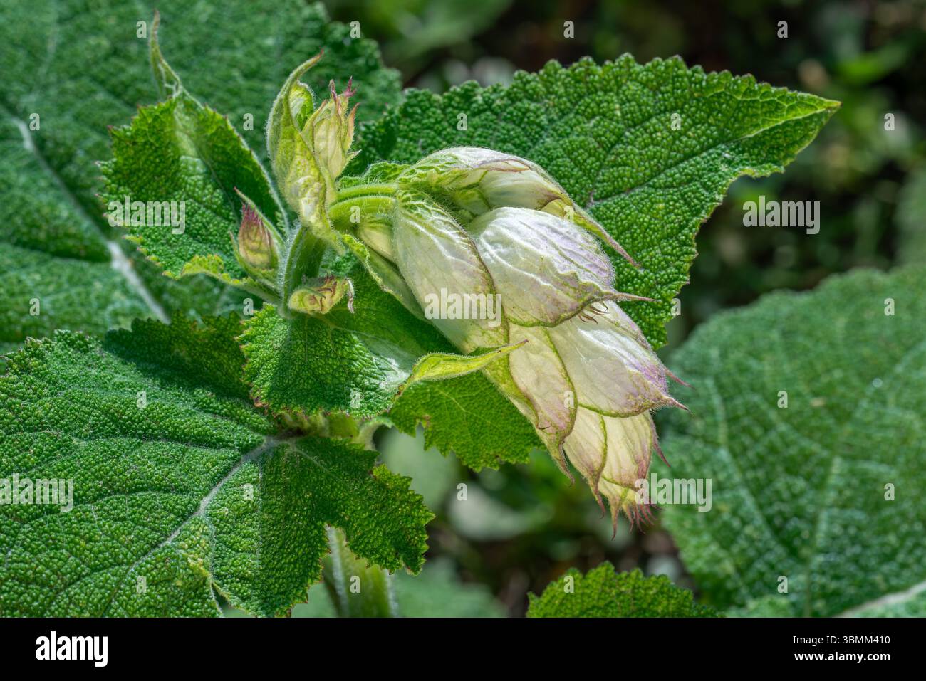 Clary sage (Salvia sclarea / Aethiopis sclarea), medicinal herb grown ...