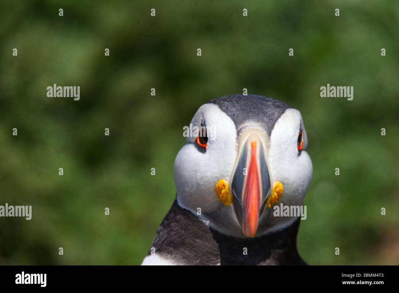 Atlantic Puffin portrait Stock Photo - Alamy