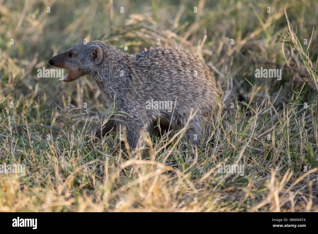 A Banded mongoose (Mungos mungo) in the Moremi Game Reserve in the ...