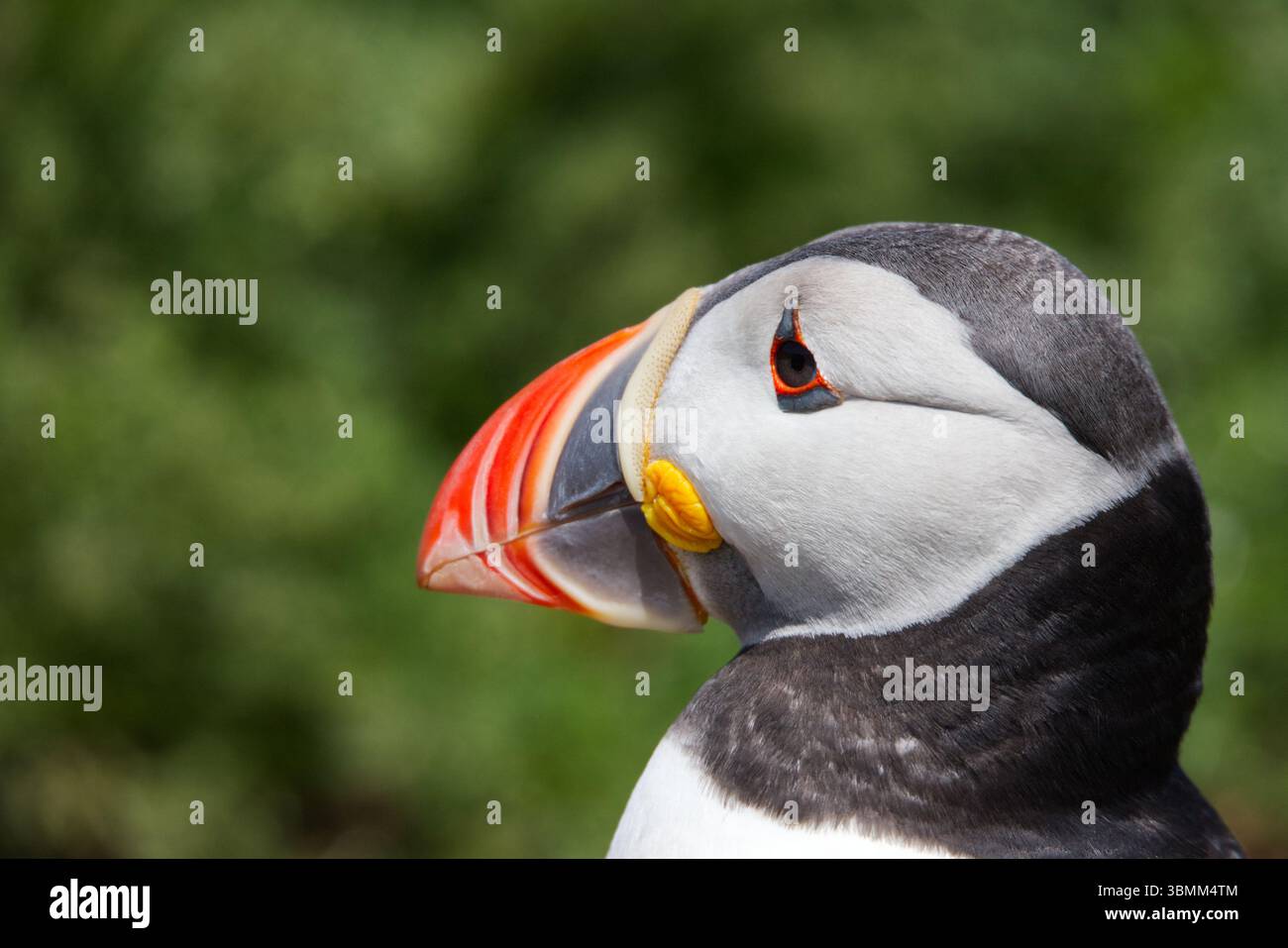 Atlantic Puffin portrait Stock Photo - Alamy
