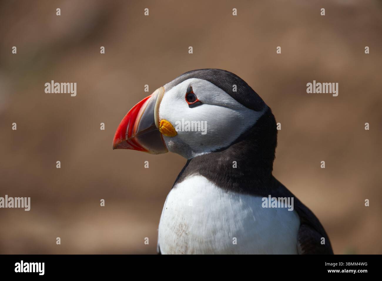 Atlantic Puffin portrait Stock Photo - Alamy