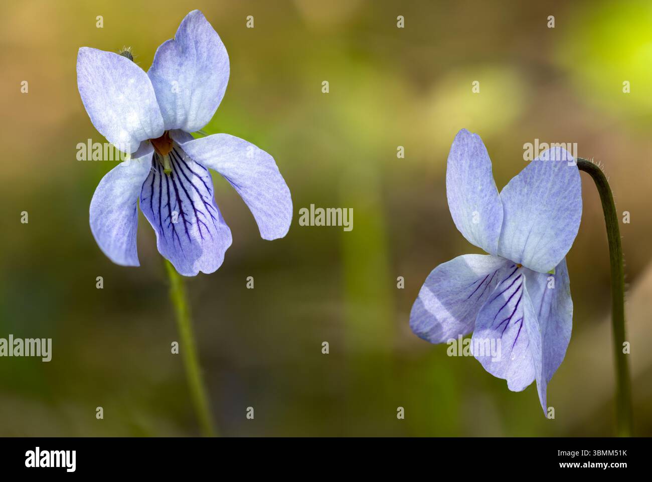 Dwarf marsh violet flowering Stock Photo - Alamy