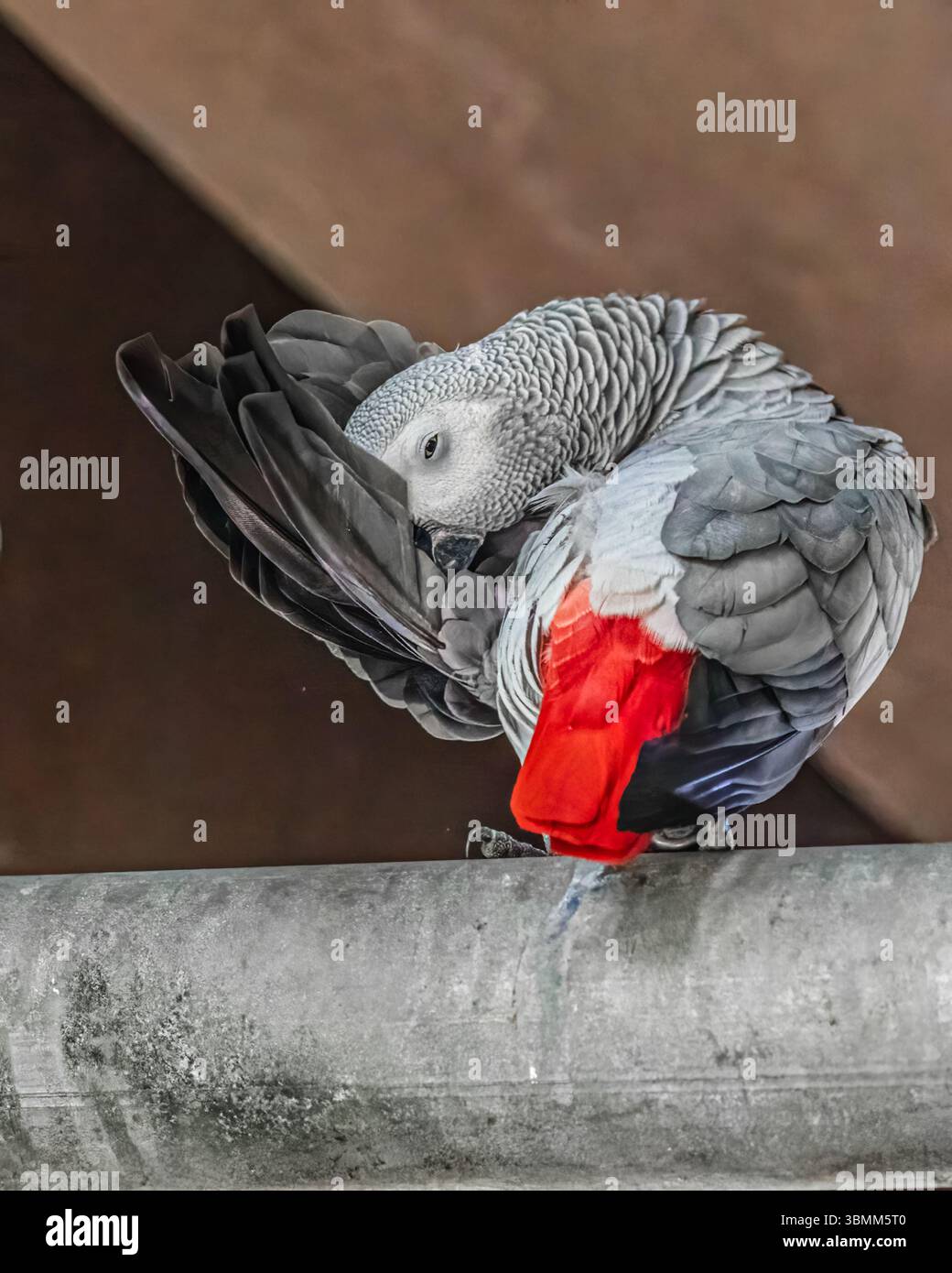 Preening moment hi-res stock photography and images - Alamy