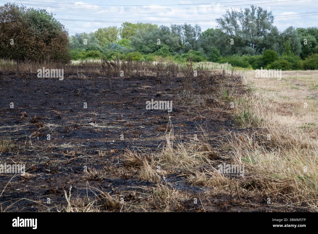 Scorched grass at Rammey Marsh, Enfield, London, after wildfires ...