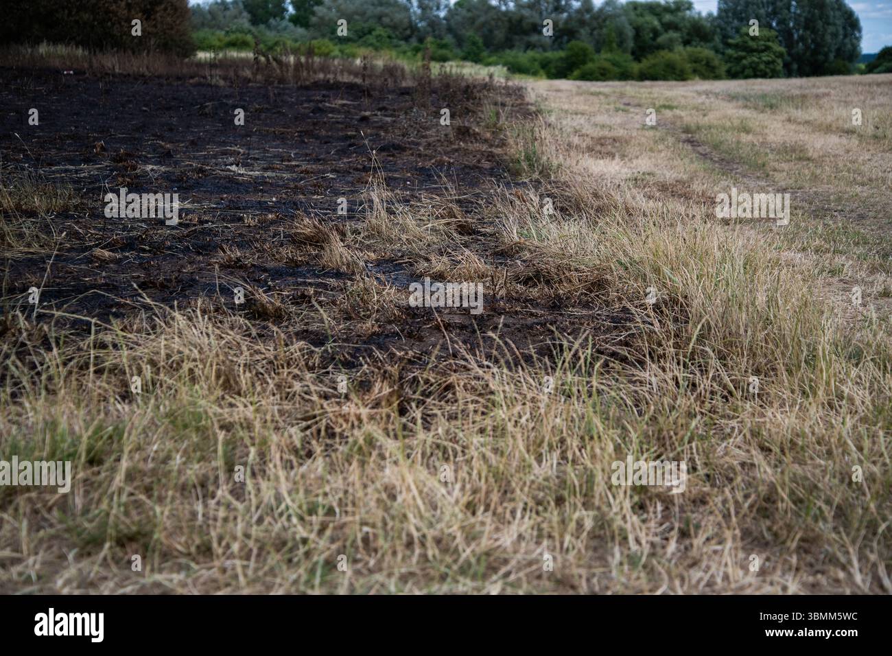 Scorched grass at Rammey Marsh, Enfield, London, after wildfires ...